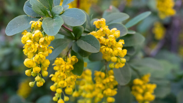 Berberine: The Game-Changer in Natural Medicine | Revolution Nutrition